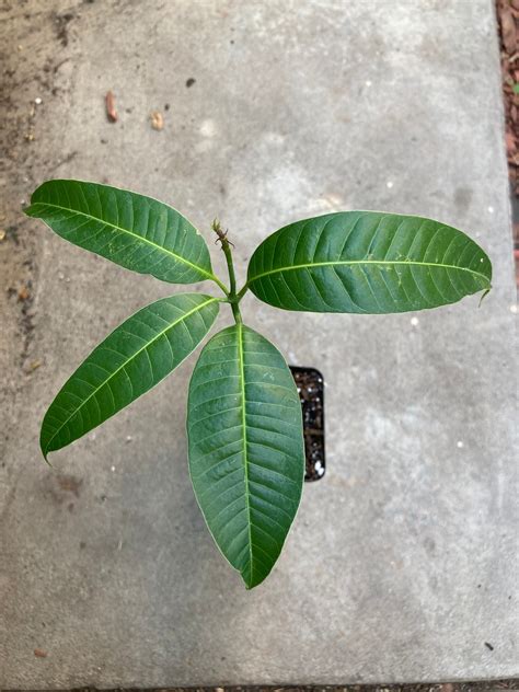 Carabao Philippine Mango Seedling Live Plant