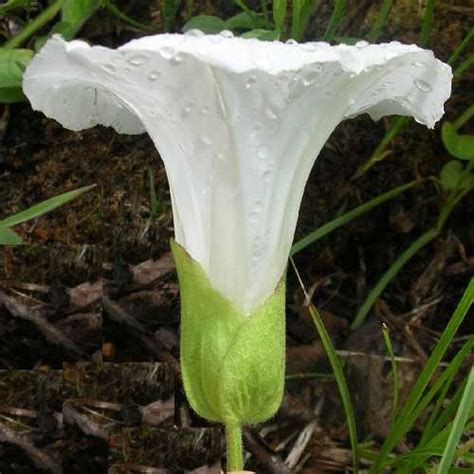 Calystegia Spithamaea Climbers