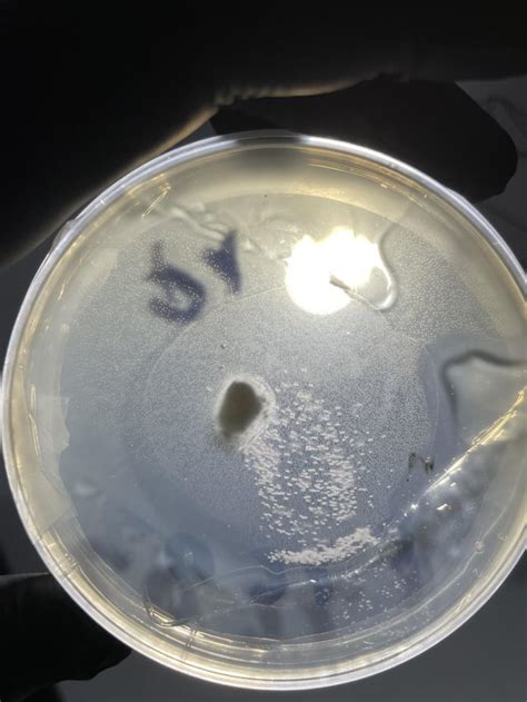 i can see some interesting specs of mycellium growing south of this