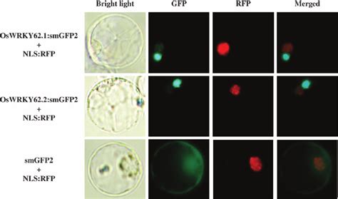 Subcellular Localization Patterns Of Oswrky621 And Oswrky622 The