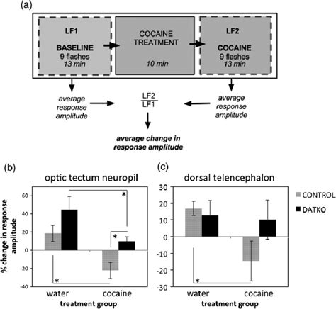 Neuronal Responses To Visual Download Scientific Diagram