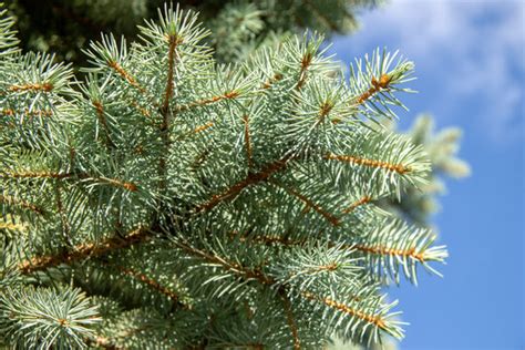 Sciadopityaceae Bilder Stock Fotos And Videos Adobe Stock