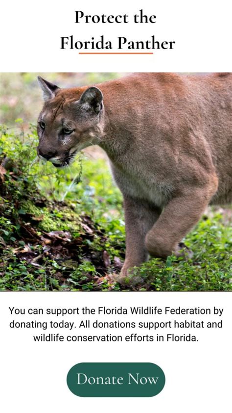 Florida Panther • Florida Wildlife Federation