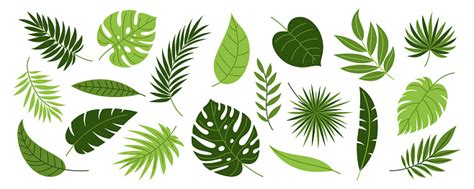열대 잎이 설정됩니다 이국적인 정글 녹지 컬렉션 몬스테라 야자수 바나나 아레카 고사리 필로덴드론 벡터 일러스트 레이 션 0명에 대한 스톡 벡터 아트 및 기타 이미지 Istock