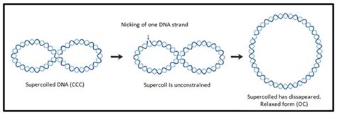 Role Of Supercoiling And Topoisomerases In Dna Knotting