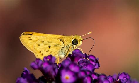 Fiery Skipper Hearts Pest Management