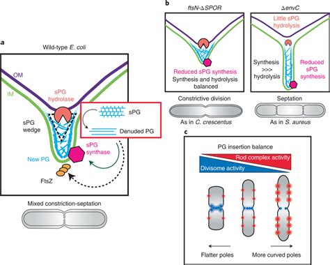 Septal Pg Architecture And Divisome Activity Modulate Bacterial Download Scientific Diagram