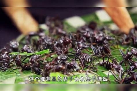 看见赶紧远离，7种你不想招惹的致命昆虫 昆虫