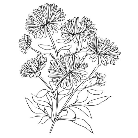Premium Vector Aster Flower Drawing Aster Flower Drawing Tattoo Drawing Aster September Flower