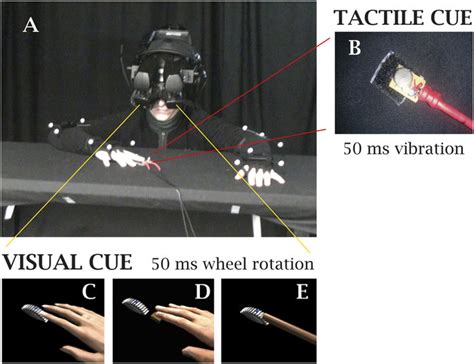 Experimental Setup A Participants Performed A Visuotactile Temporal Download Scientific