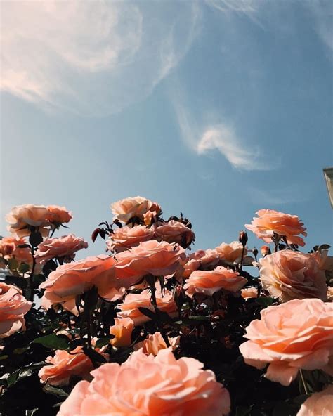 Cute Flower Aesthetic Wallpaper At Stacy Buxton Blog