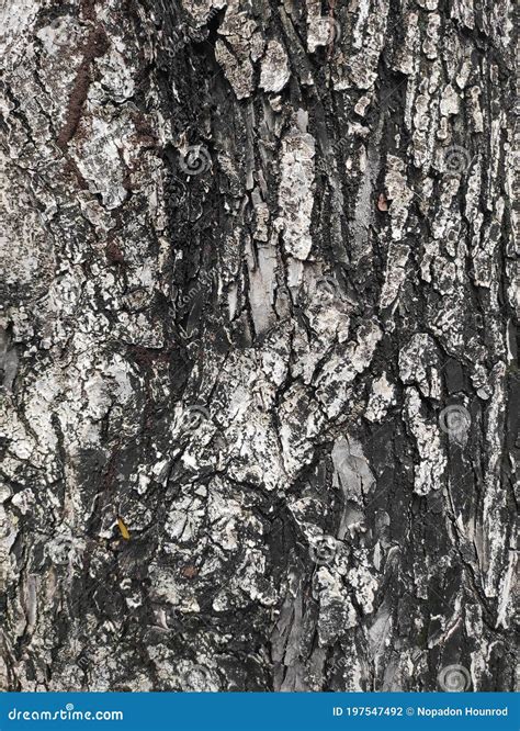 Bark Is The Outermost Structure Of The Tree Stock Photography CartoonDealer Com 277059656
