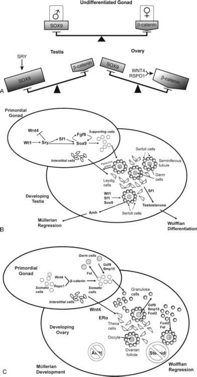 Genetic Basis Of Gonadal And Genital Development Oncohema Key