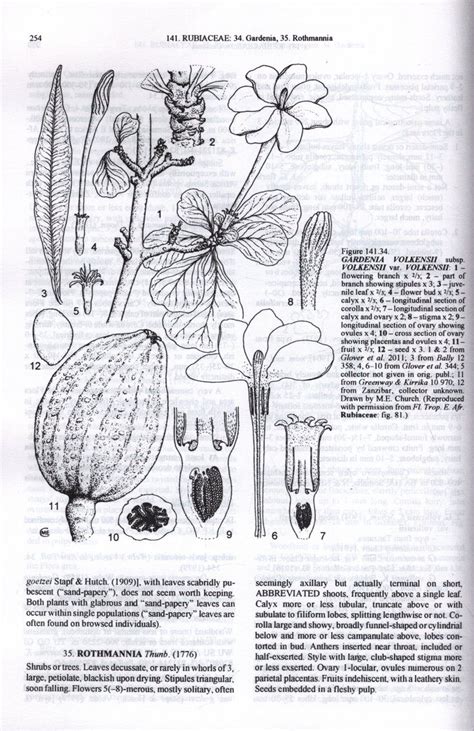 Flora Of Ethiopia And Eritrea Volume 4 Part 1 Apiaceae To Dipsacaceae Nhbs Academic