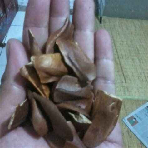 Jual Benih Mahoni Swietenia Macrophylla King Shopee Indonesia