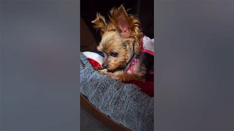 껌좀 씹는 남자♡ 반려견 요크셔테리어 Youtube