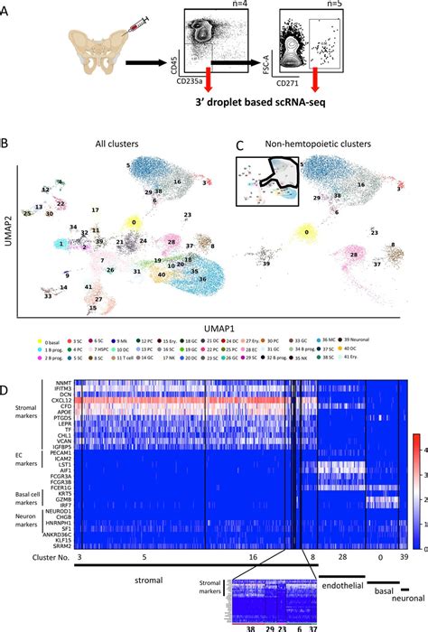 Figures And Data In Identification Of Phenotypically Functionally And Anatomically Distinct