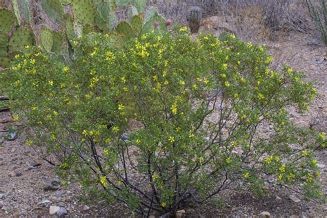 Larrea Tridentata Creosote Bush Smells Like The Desert Right Before