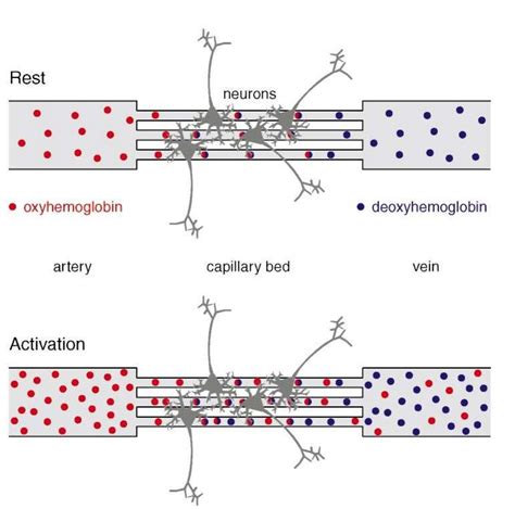 Vasculature In The Brain And The Bold Effect