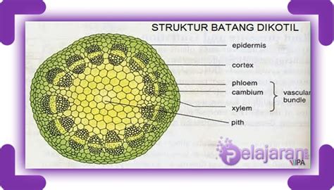 Detail Contoh Batang Dikotil Koleksi Nomer 2
