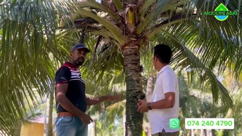 ඵලදායිතාව සදහා සම්මාන ලැබූ පොල් වත්තේ යොදාගත් නිවැරදි ජල සහ පොහොර කළමනාකරණ භූගත බිංදු පද්ධතිය