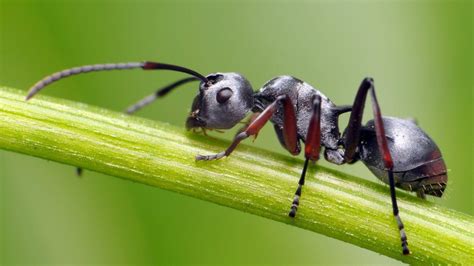 New Study Reveals How Many Ants There Are In The World BBC Newsround