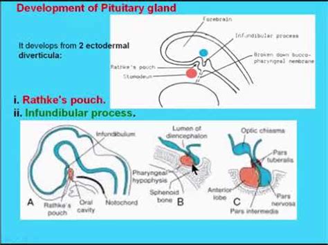 20 Development Of Pituitary Gland Youtube