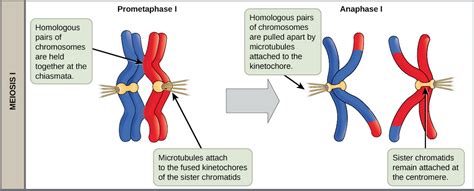 17 2 Meiosis I Biology Libretexts