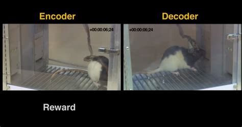 Scientists Link Rat Brains Together Over The Internet To Transfer Sensory Information The Verge