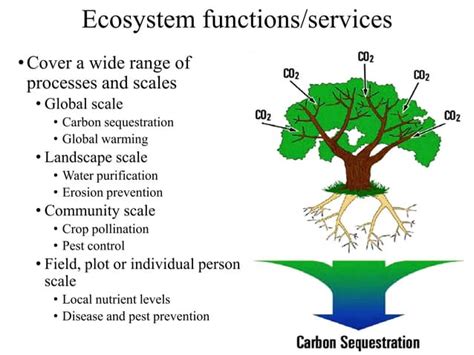 Lesson 4 Ecosystem Functions And Ecosystem Services Pdf