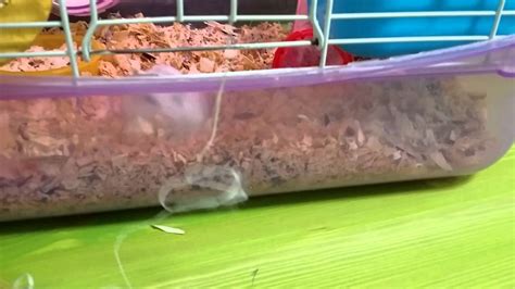 이상한 햄스터 Youtube