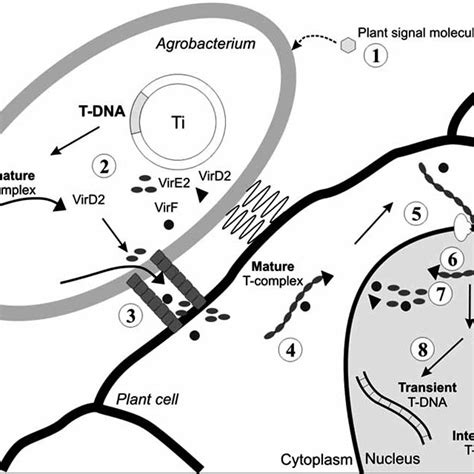 Pdf Agrobacterium Mediated Transient Expression As An Approach To