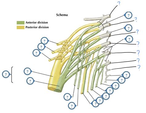 Sacral Plexus Diagram Quizlet