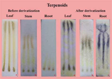 Tlc For Detection Of Terpinoids In Methanolic Leaf Stem And Root