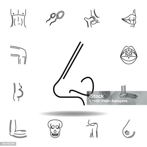 인간의 장기 코 측면보기 윤곽 선 면 아이콘의 집합입니다 표지판 및 기호는 웹 로고 모바일 앱 Ui Ux에 사용할 수 있습니다 0명에 대한 스톡 벡터 아트 및 기타 이미지