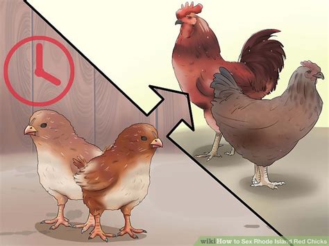 Ways To Sex Rhode Island Red Chicks WikiHow