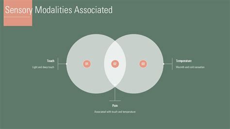 Sensory Modalities Associated Spinothalamic Tract Ppt Powerpoint Acp Ppt Template