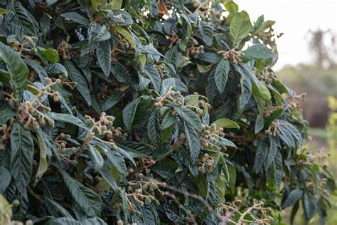 How To Grow And Care For A Loquat Tree Bbc Gardeners World Magazine