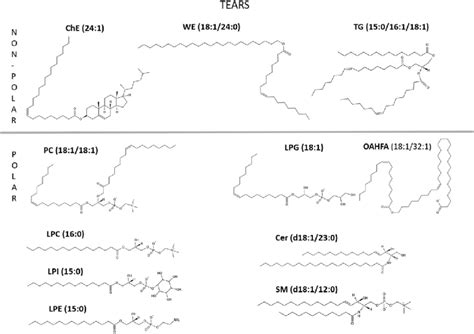Representative Lipids Classes In Tears Non Polar Che Cholesterol Download Scientific Diagram