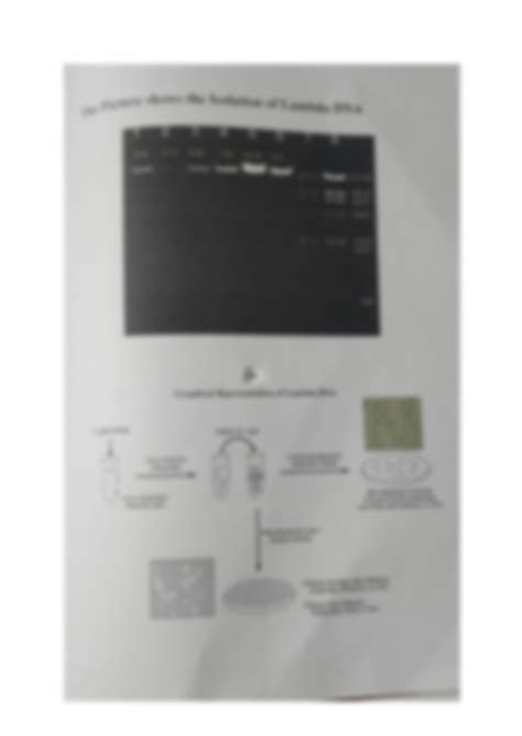 Solution Isolation Of Lambda Phage Dna Studypool