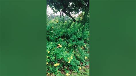 Part8bangla Music Youtube