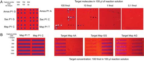Specificity And Sensitivity Of Snp Genotyping On Biosensor Chips