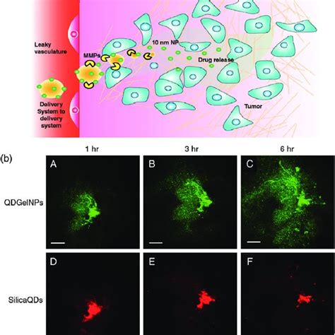 PDF Strategies To Improve Tumor Penetration Of Nanomedicines Through Nanoparticle Design