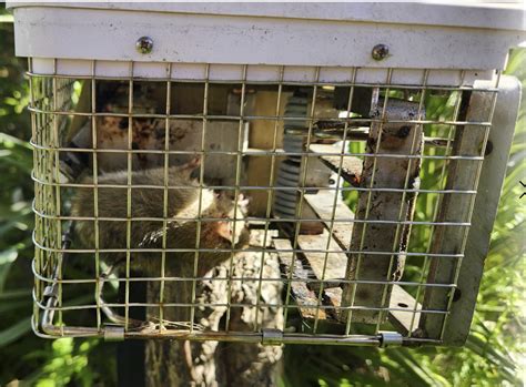 experiences with at220 79 by davo36 predator control strategy