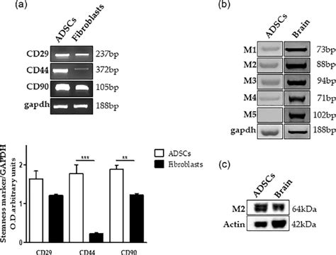 Stemness Markers And Muscarinic Receptor Subtypes Expression A Download Scientific Diagram