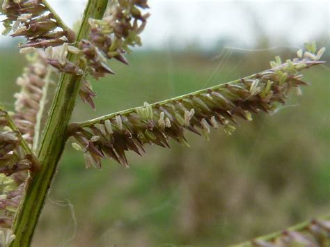 Desmostachya Bipinnata Eflora Of India