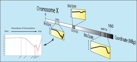 Characterization Of Sex Based Dna Methylation Signatures In The Airways During Early Life