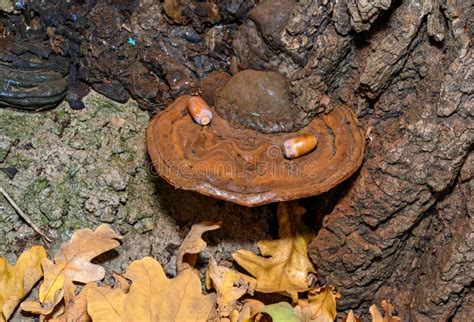 Bracket Fungi Ganoderma Sp Tinder Fungus On The Trunk Of An Old Oak