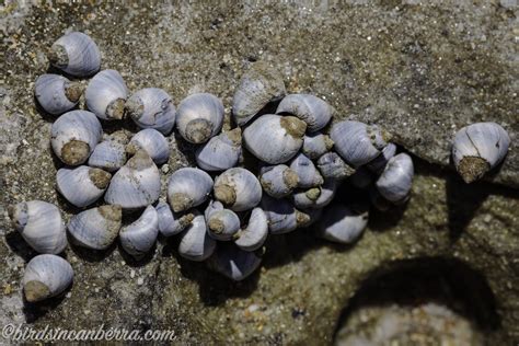 Blue Periwinkle Snail