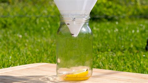 How To Get Rid Of Fruit Flies Once And For All